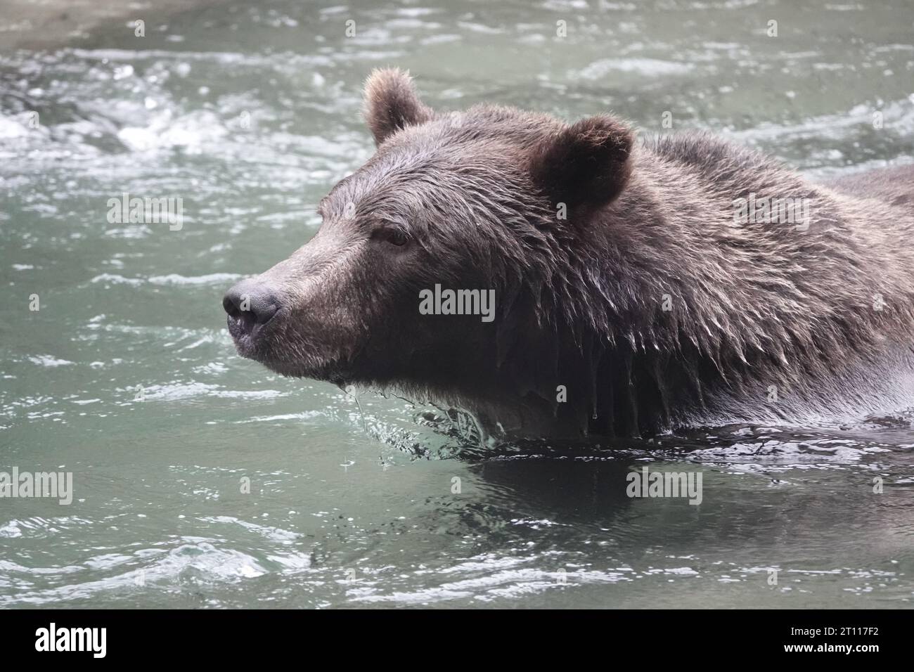 Homalco first nation hi-res stock photography and images - Alamy