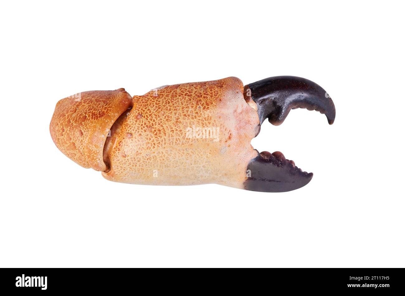big stone crab claw isolated on white background Stock Photo - Alamy
