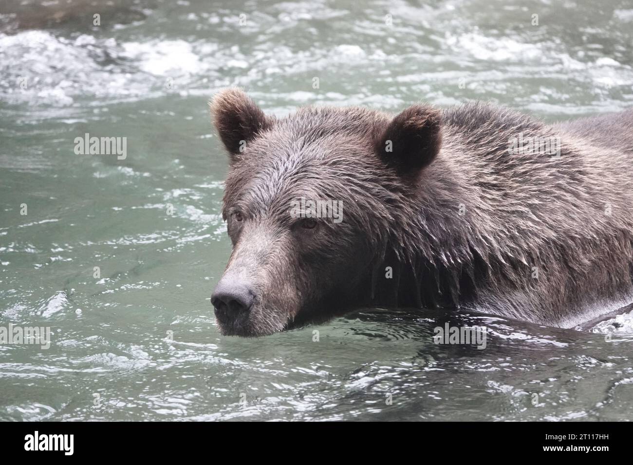 Bute bear hi-res stock photography and images - Alamy