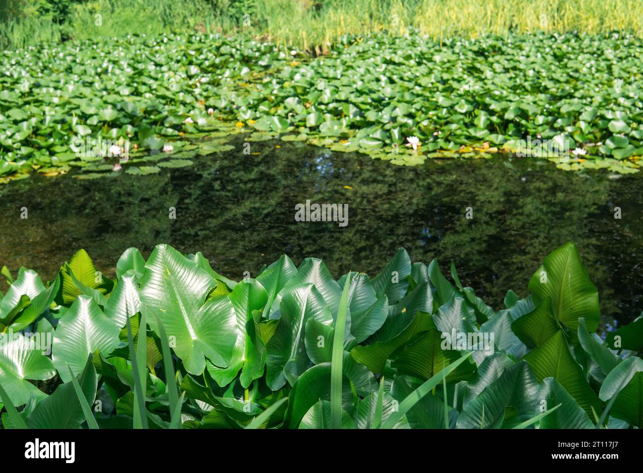 aquatic vegetation on the banks of a standing reservoir Stock Photo - Alamy