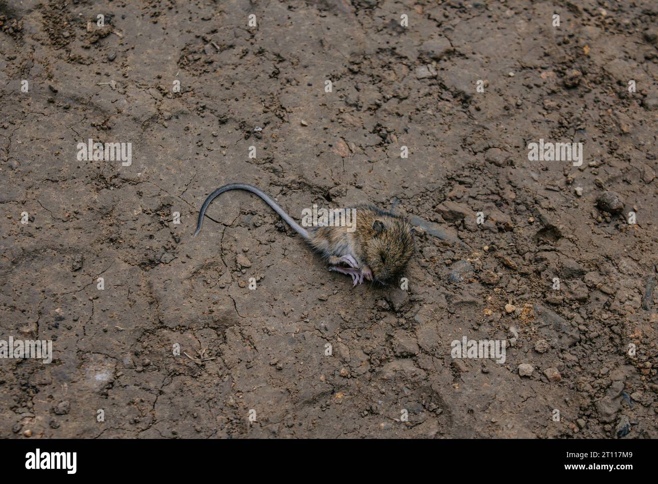 small dead or sleeping field mouse lies on clay ground Stock Photo - Alamy