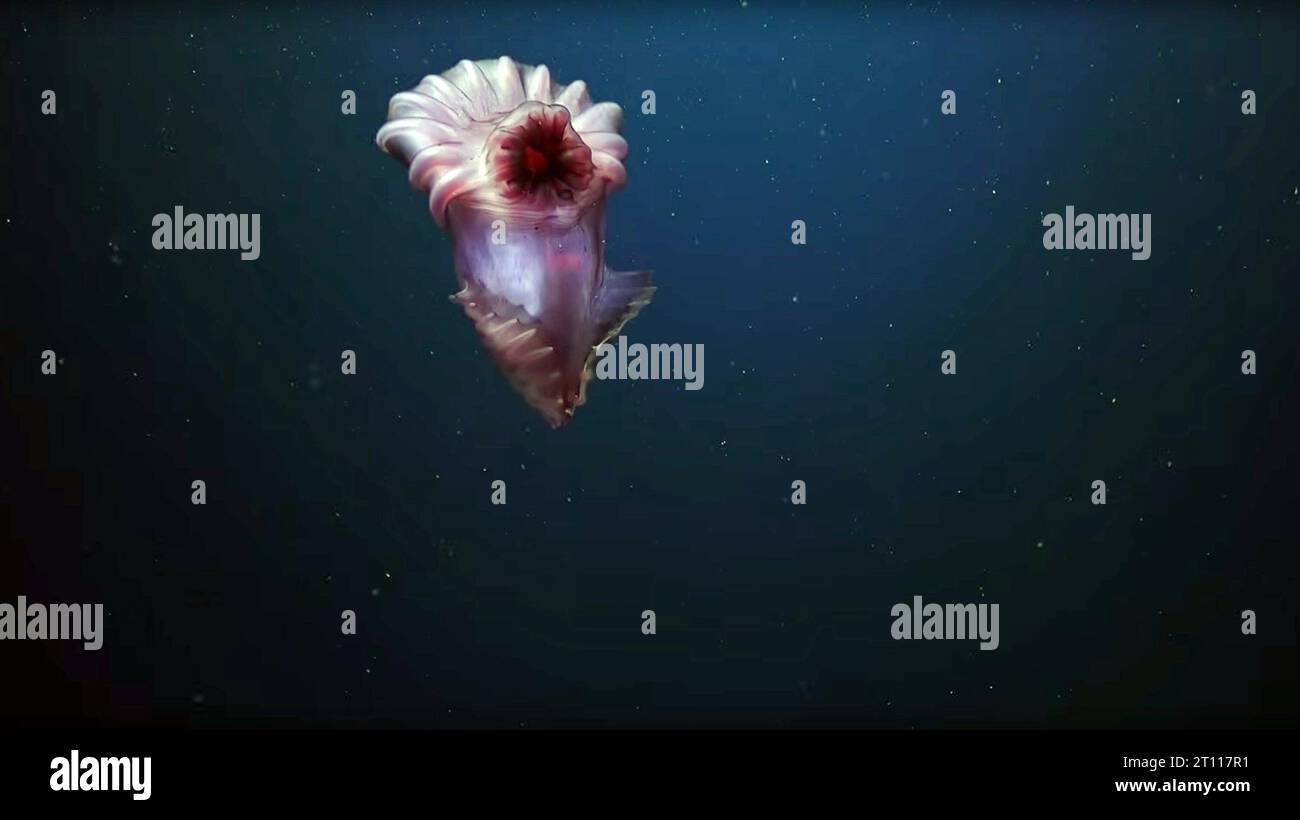 DEEP RISING, life in the deep oceans, 2023. © Abramorama /Courtesy ...