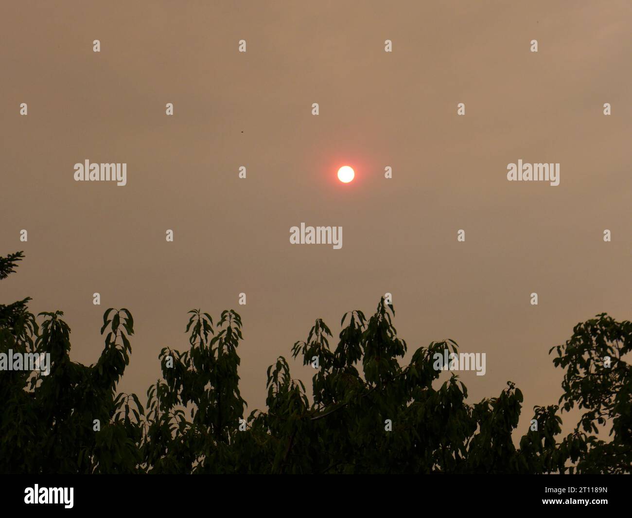 Dense forest fire smoke cloud hi-res stock photography and images - Alamy