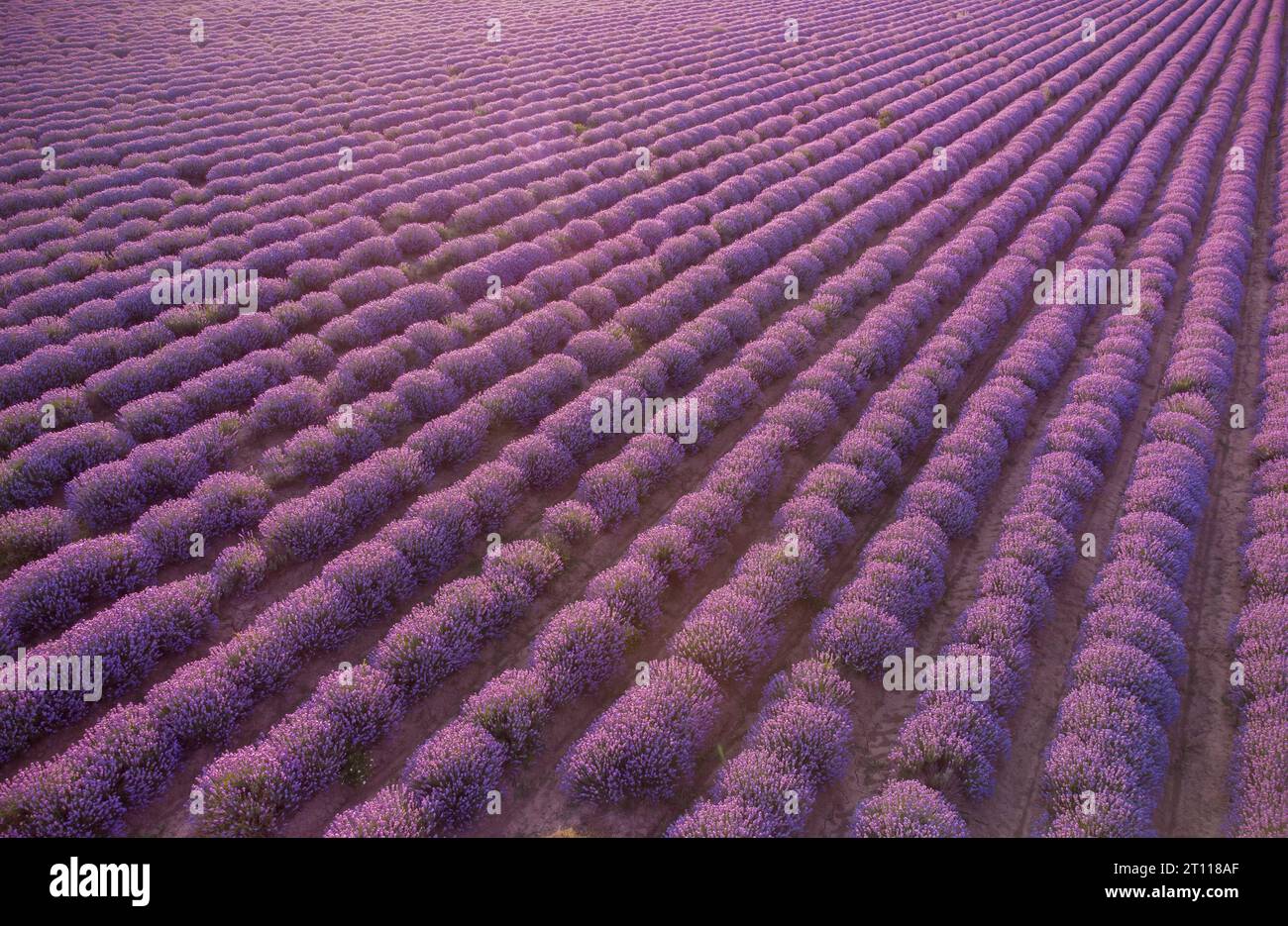 aerial view of lavender fields at sunset at summer day, natural color ...