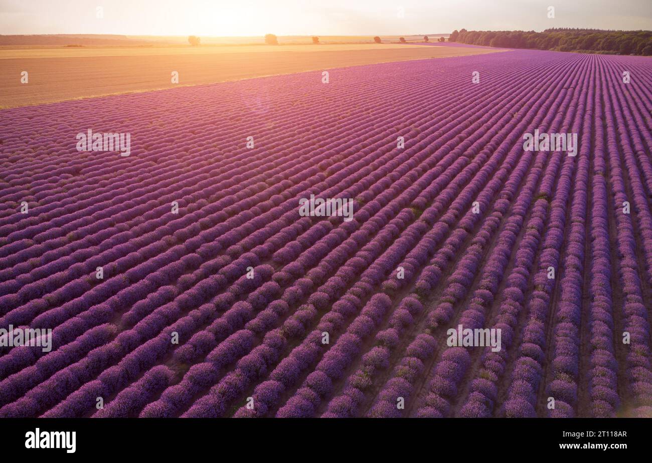 aerial view of lavender fields at sunset at summer day, natural color ...