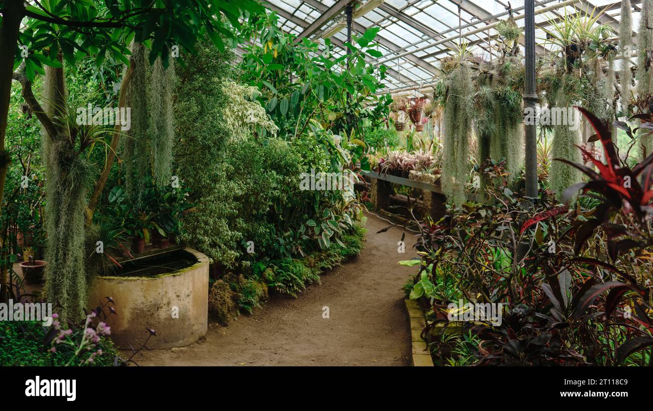 interior of a large greenhouse with a collection of tropical plants ...