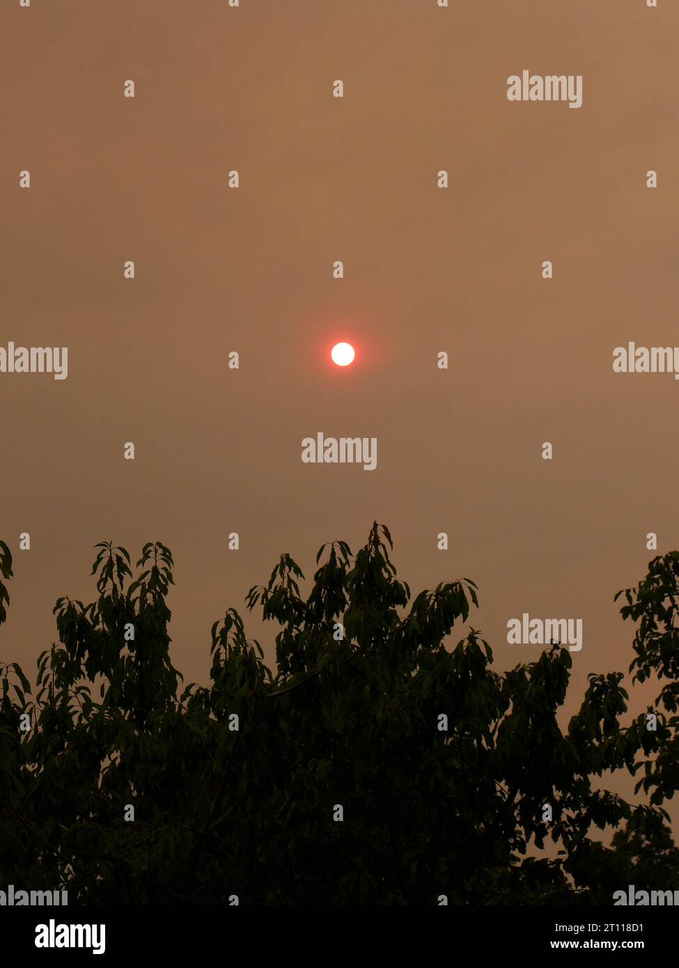 sunset on the forest with smoke Stock Photo - Alamy