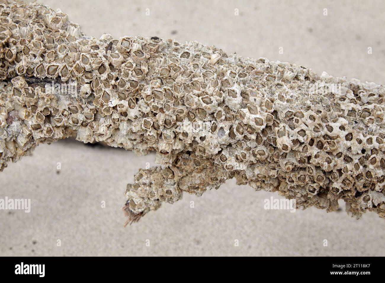 Seashells cling to a tree trunk on the seashore. Coral branch washed up ...