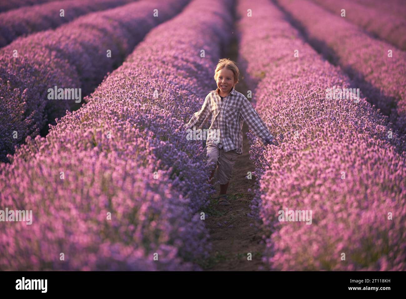 Boy in big lavender summer field at sunset Stock Photo - Alamy