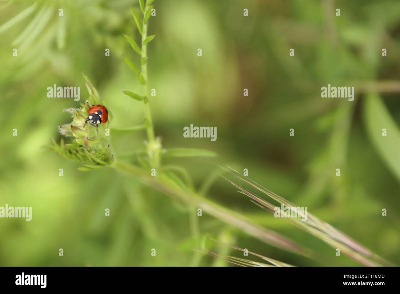 Ladybird on a fresh green leaves. Green background. Ladybug life in a ...