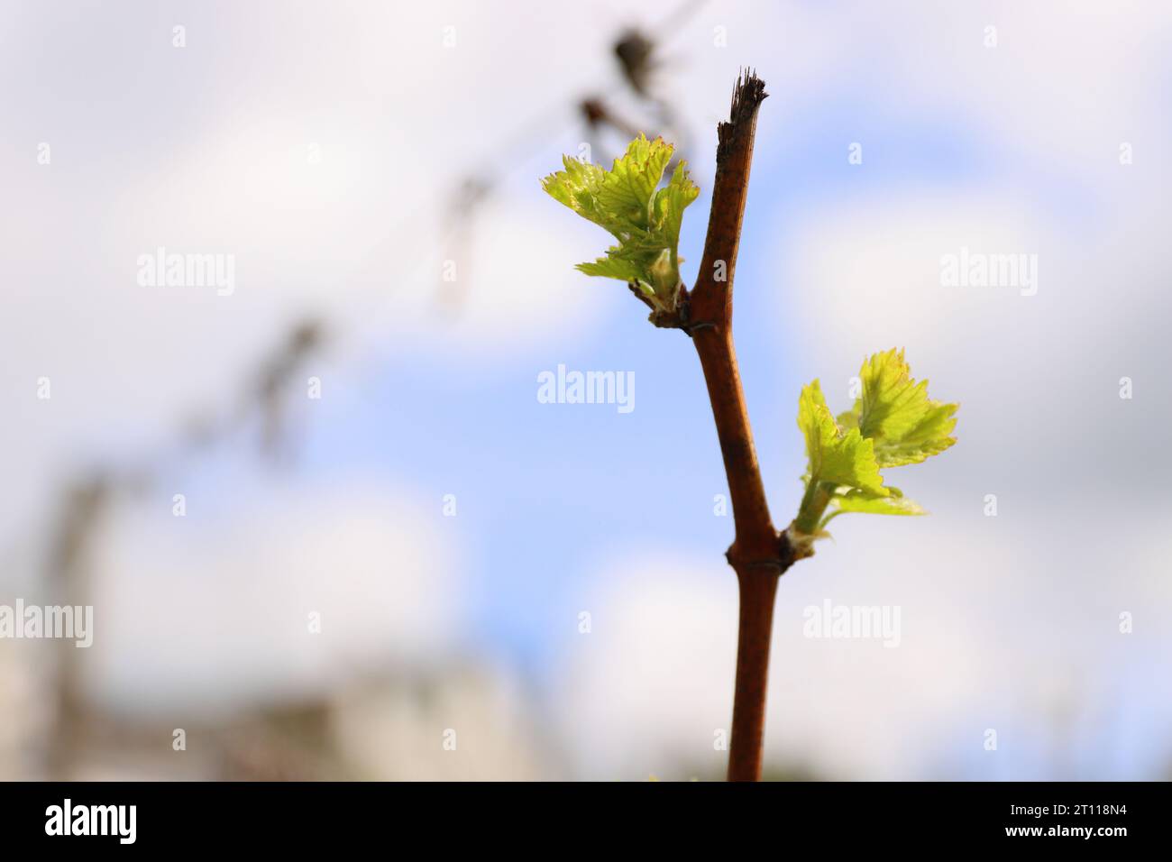 Closeup view of early Spring leaves and buds growth on Julius Spital ...