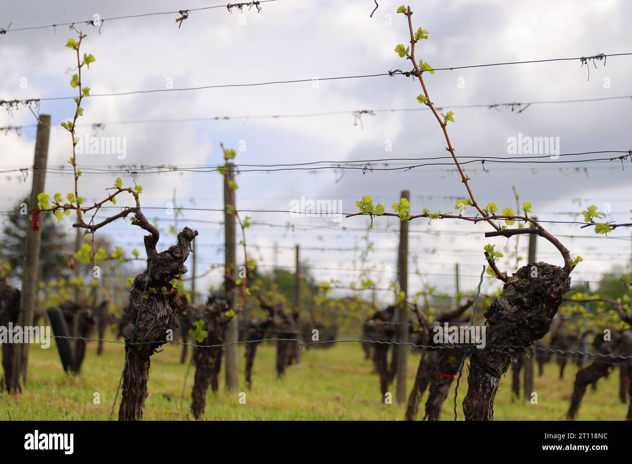 New spring growth on trellised grapevines in an Franconia vineyar First ...