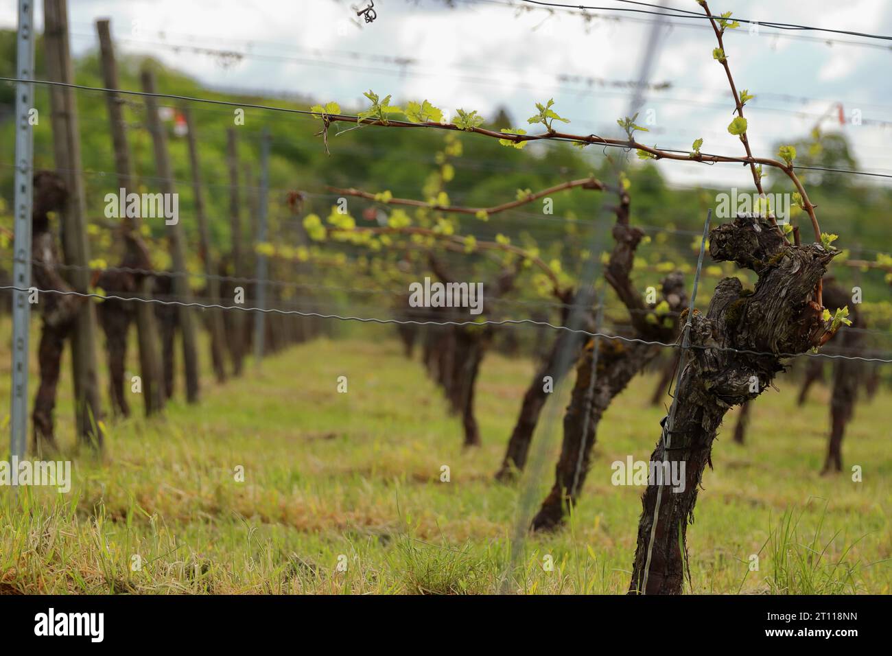 New spring growth on trellised grapevines in an Franconia vineyar First ...