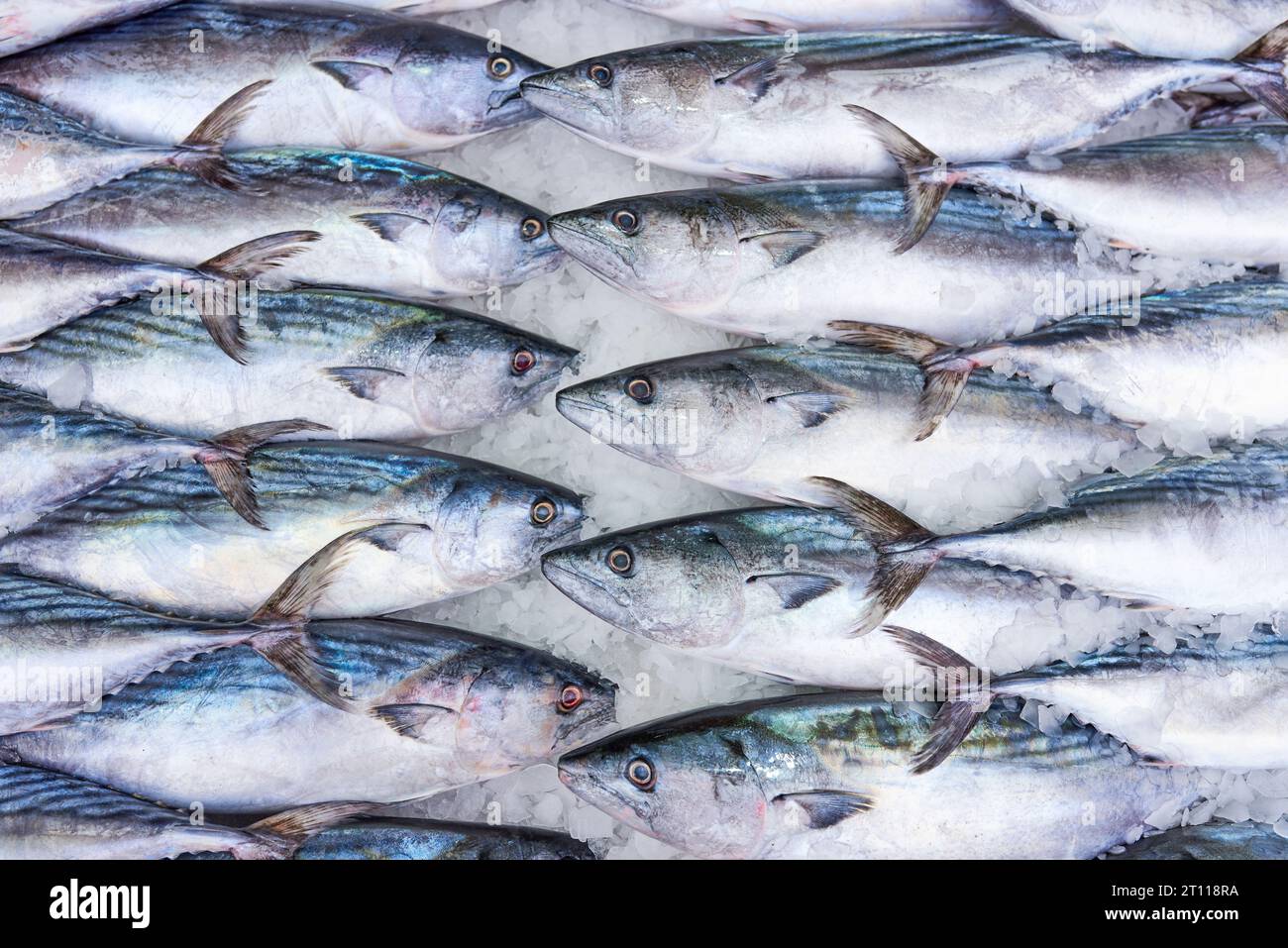 fresh bonito fish in ice at the market. Bonito fish background Stock ...