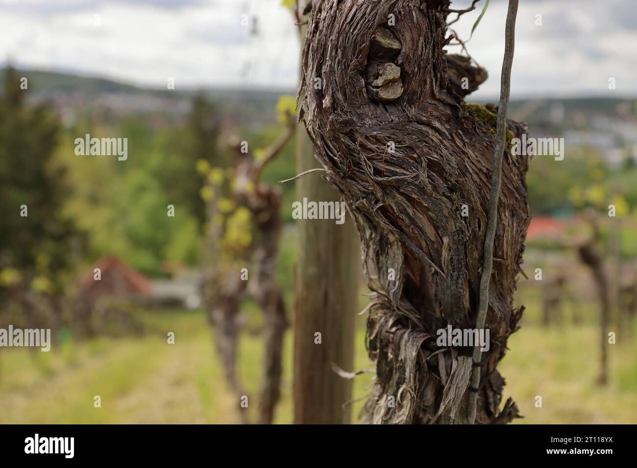 Beautiful Grapevines bark texture. Close-up of vine trunk. Bark of ...