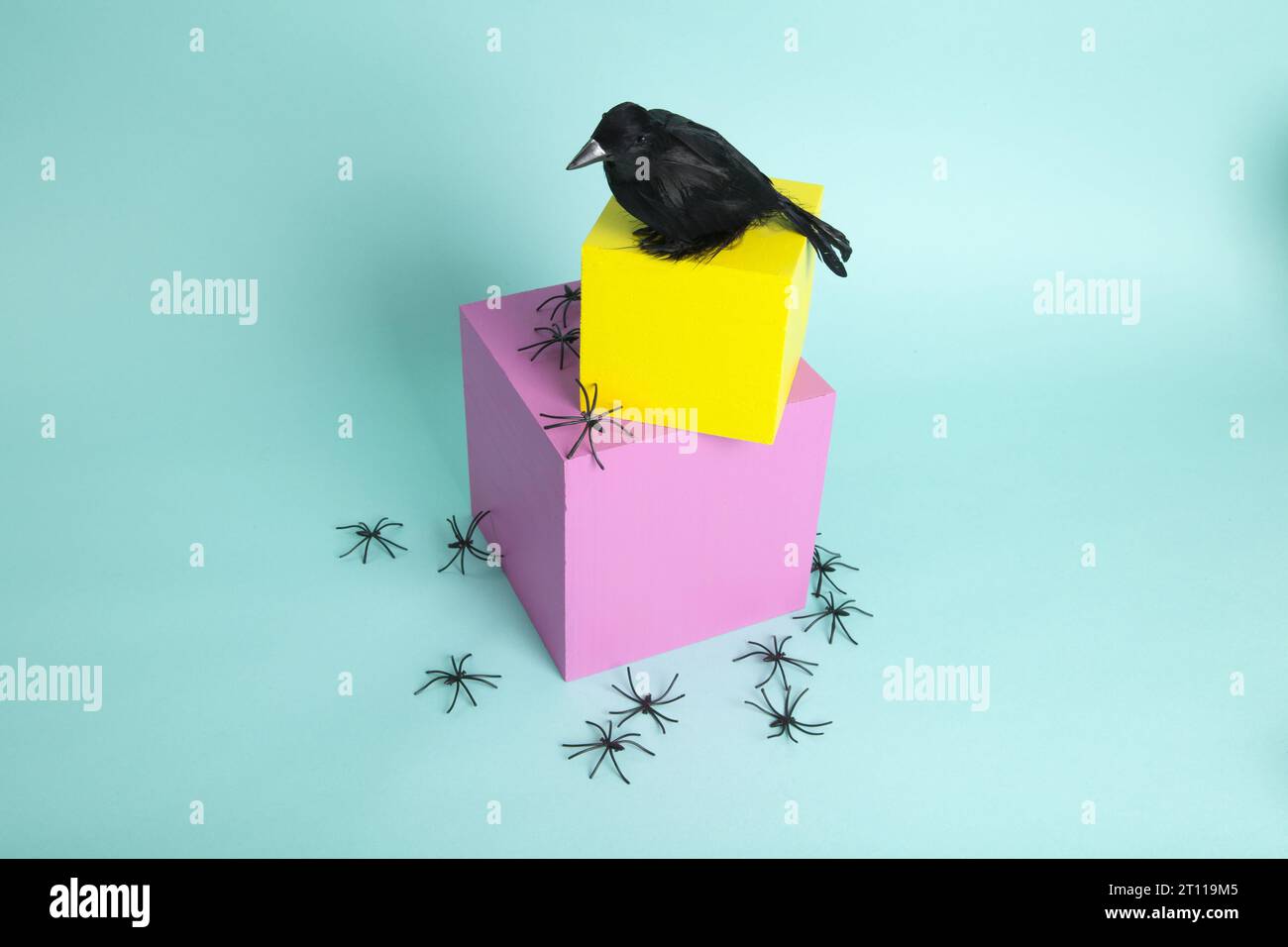 a beautiful raven taking pride of place on yellow and pink cubes in ...