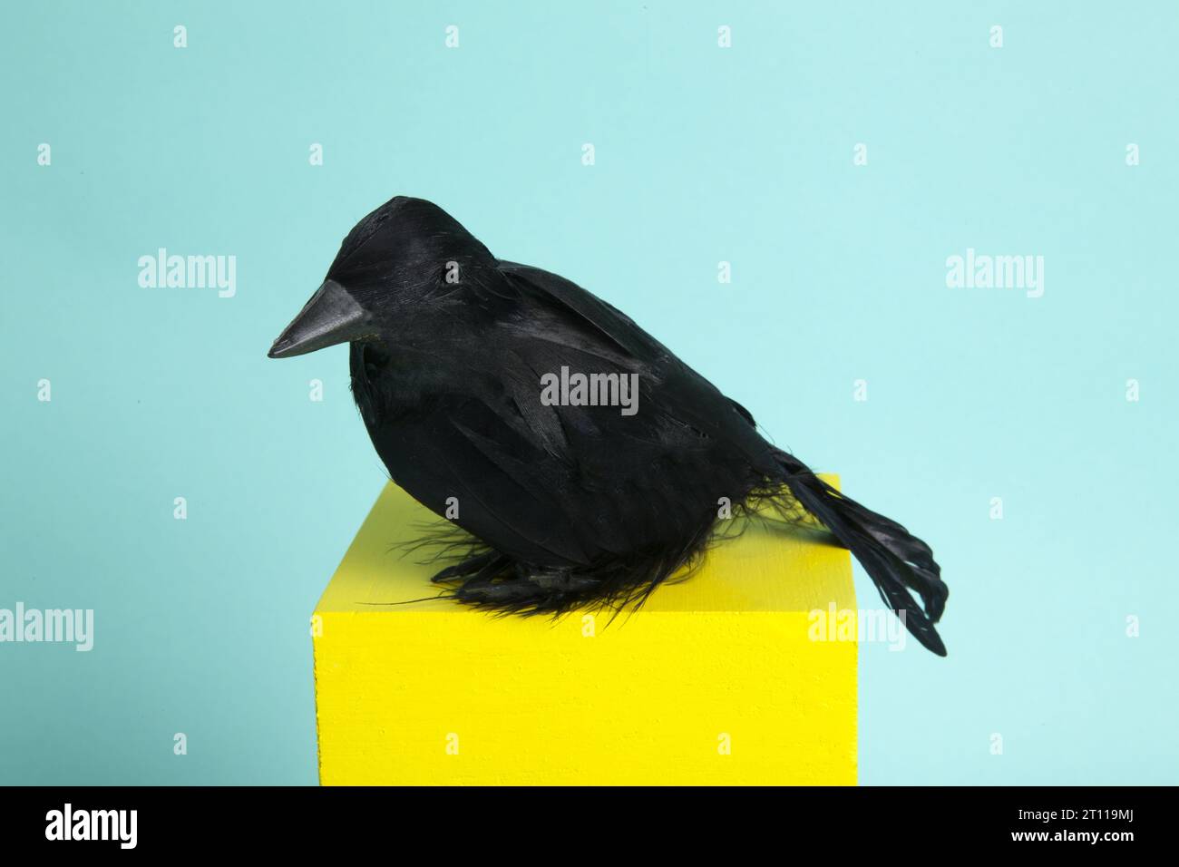 a beautiful raven taking pride of place on yellow and pink cubes in ...