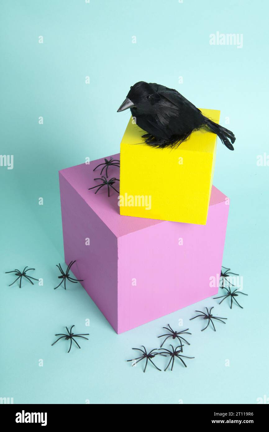 a beautiful raven taking pride of place on yellow and pink cubes in ...