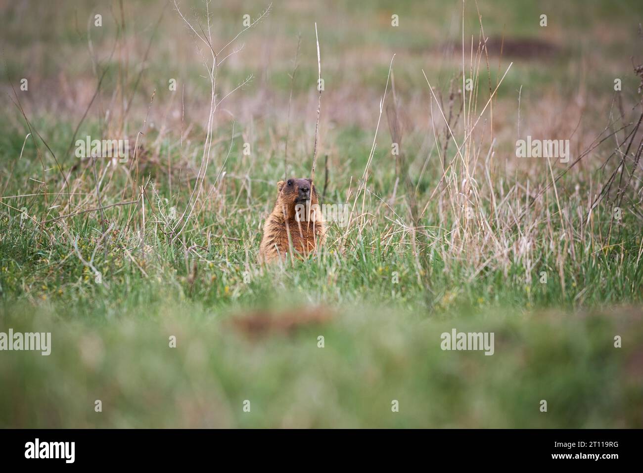 Bobak or Marmot in its natural habitat. wild animal Stock Photo - Alamy