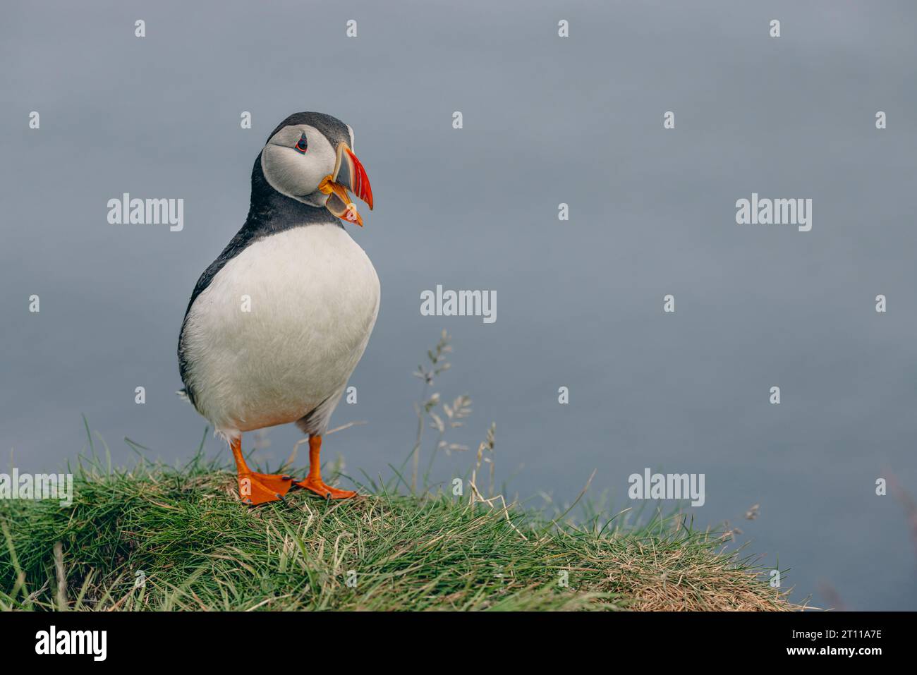Puffins at Castle o'Burrian on Westray, Orkney, Scotland Stock Photo ...