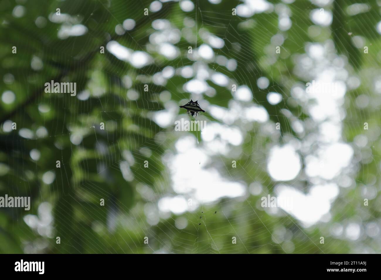 Dorsal view of a black and white spiny crab spider known as the spiny ...
