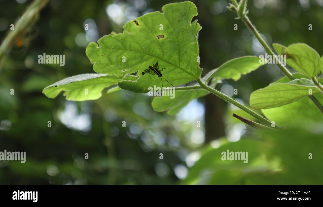 Lower leaf surface hi-res stock photography and images - Alamy