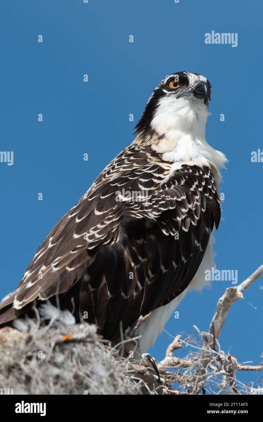 An osprey keeping watch from its nest in the Florida Everglades Stock ...