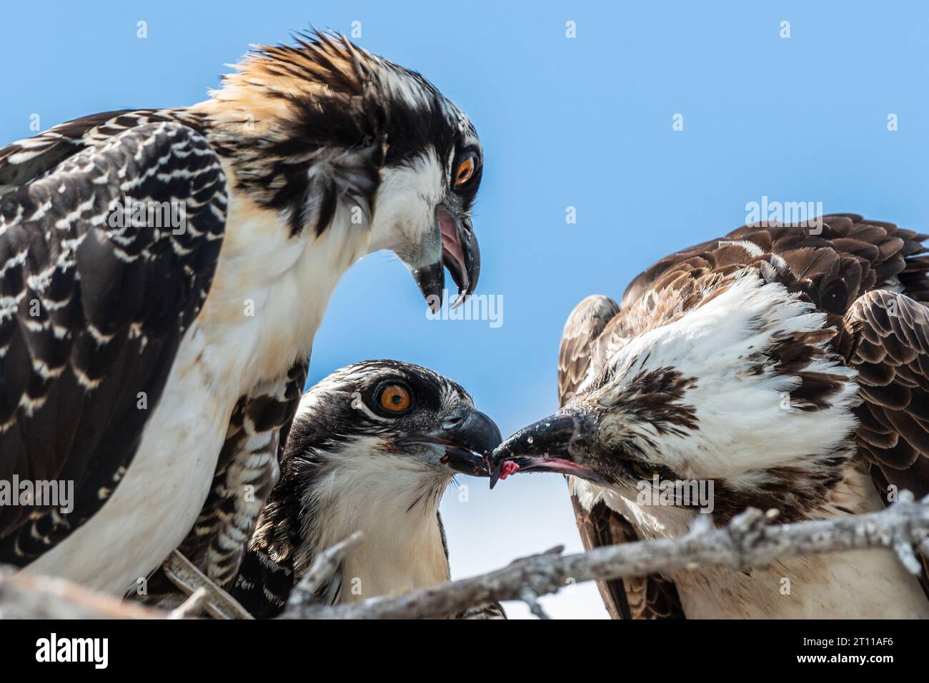 Family ospreys hi-res stock photography and images - Alamy