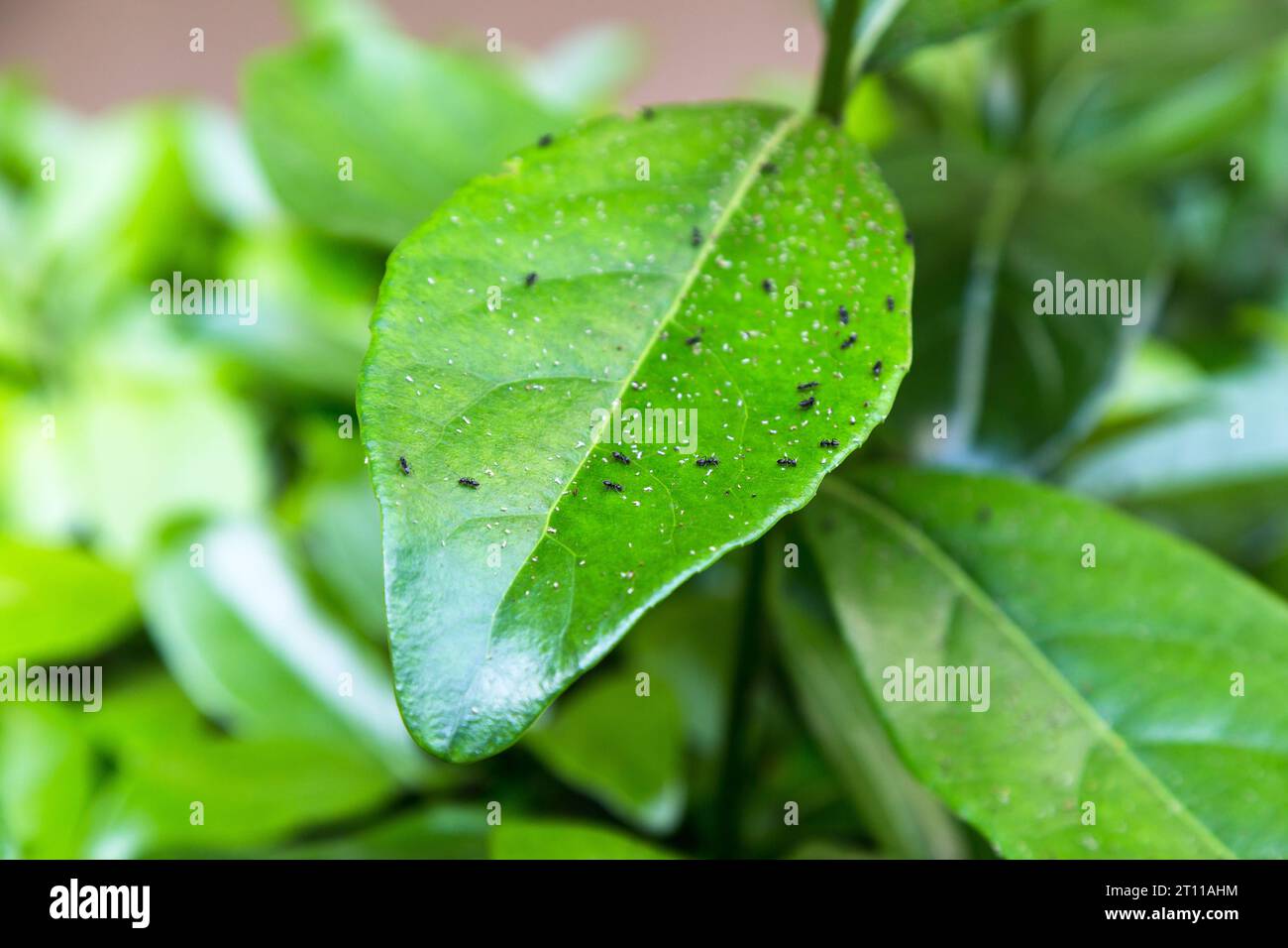 A bunch small aphid insects on a plant leaf. Insects eat kill plants ...