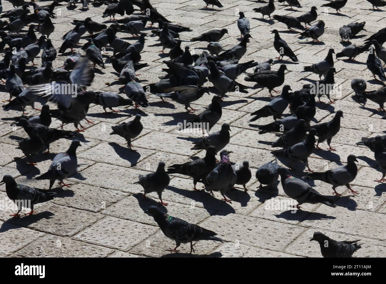 Somebody in the main square of the old city feeding a flock of doves ...