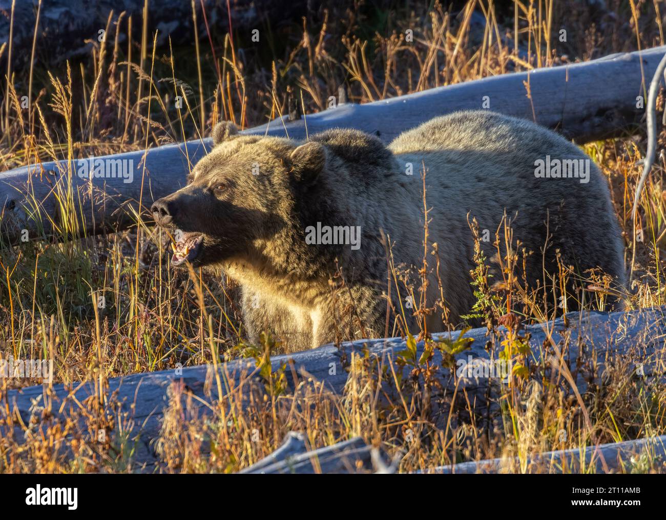 Grizzly Bear and Cubs n Yellowstone in autumn Stock Photo - Alamy