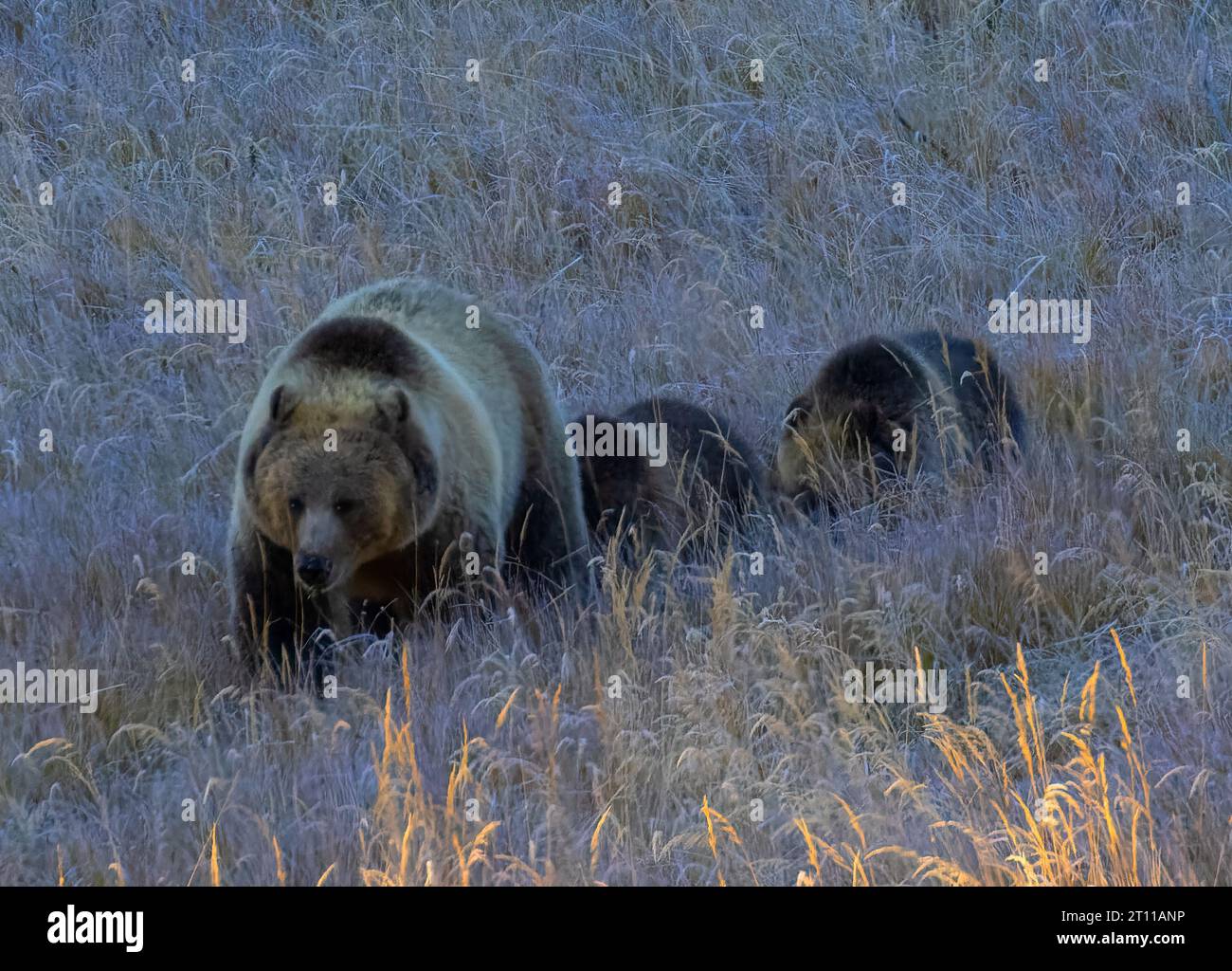 Grizzly Bear and Cubs n Yellowstone in autumn Stock Photo - Alamy