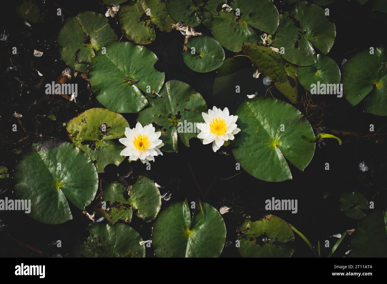 Beautiful landscape of water lilies Stock Photo - Alamy