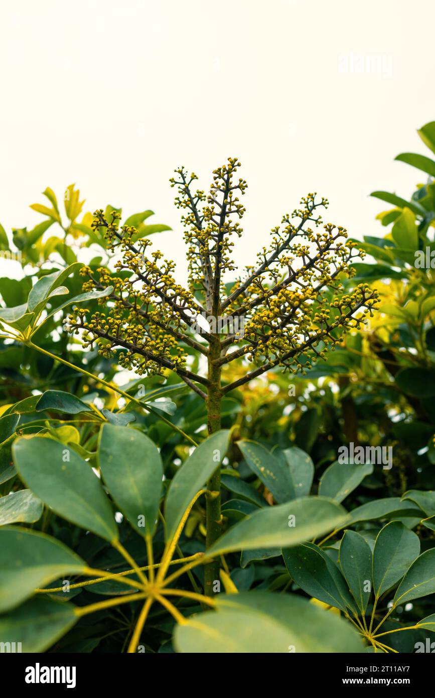 Plant with unique yellow blossom; Beautiful image of green foliage ...