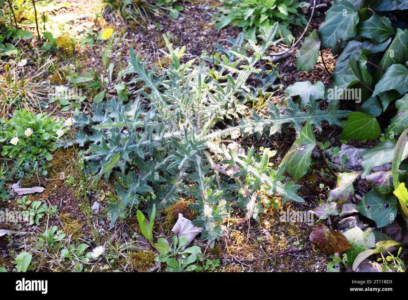 spring vegetation, Halkidiki, Greece Stock Photo - Alamy