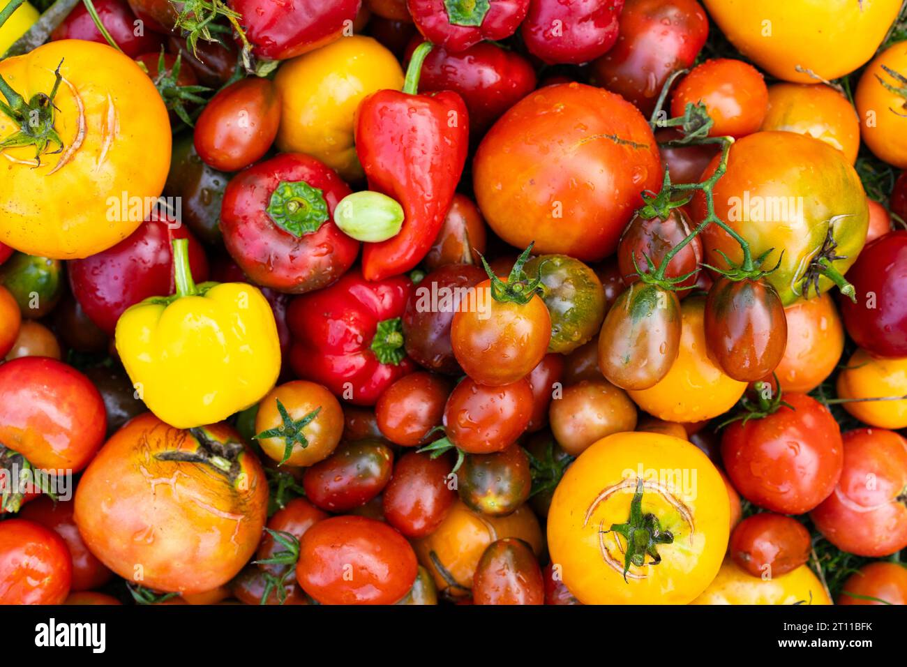 Fresh organic tomato and pepper mix. Delicious autumn tomato mix Stock ...