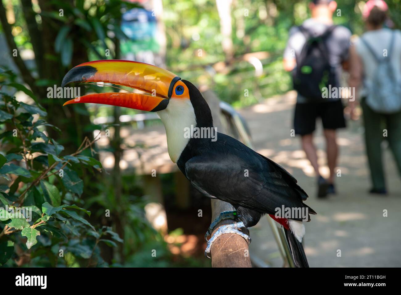 Toucan bird beautiful and awesome HD picture. High quality photo Stock ...