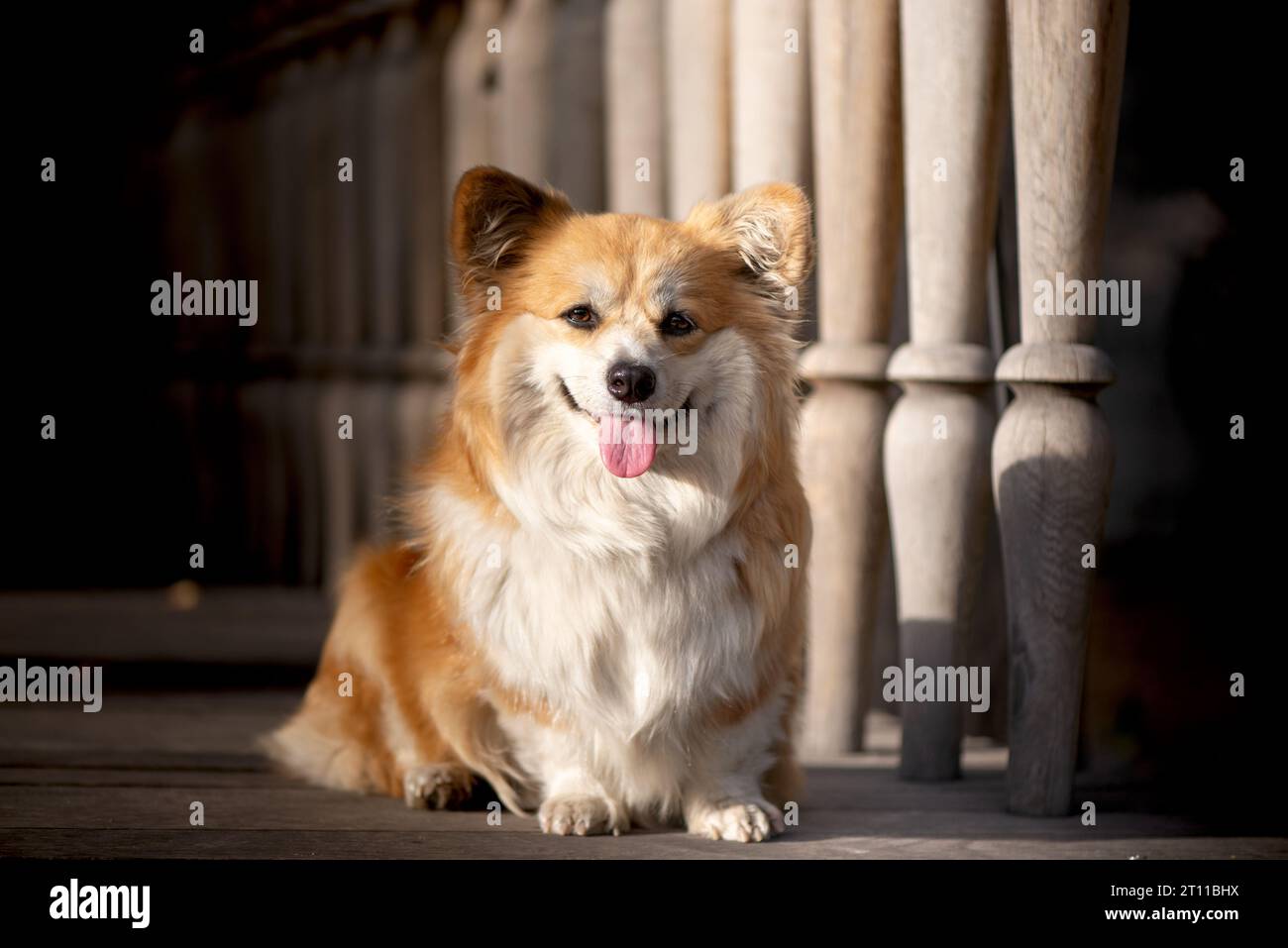 Adorable Red Welsh Corgi Pembroke Posing in a Autumnal garden during ...