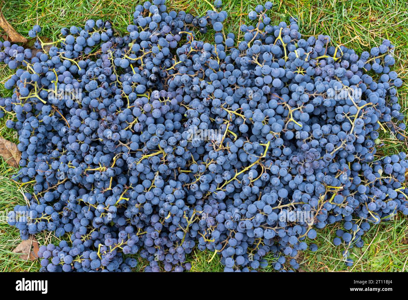 Wine grapes background. Freshly harvested black grapes Stock Photo - Alamy