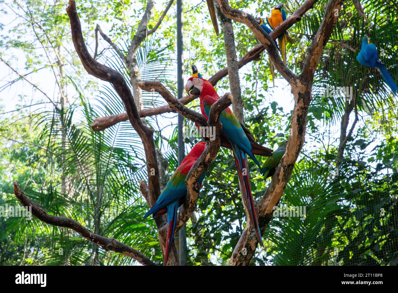 A south american Scarlet Red Macaw sleeping in the forest against ...
