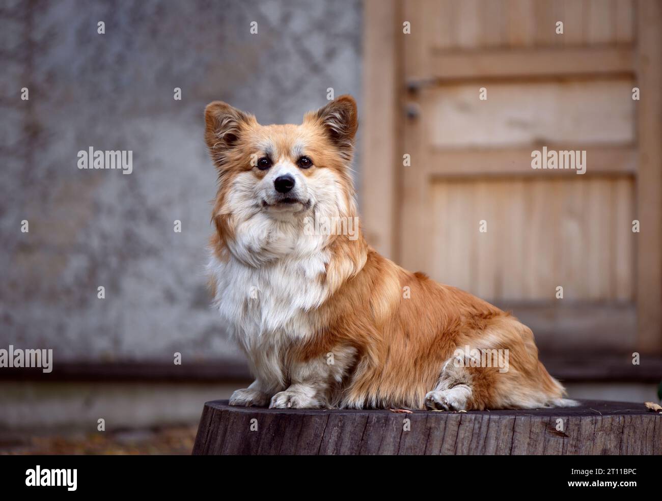 Adorable Red Welsh Corgi Pembroke Posing in a Autumnal garden during beautiful sunny day. Red ...