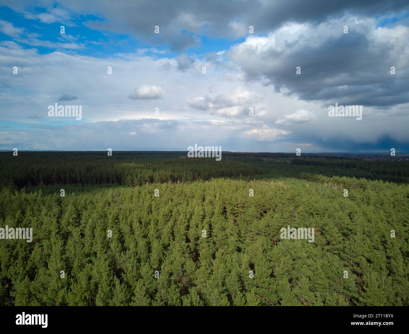 aerial photo of pine forest, birds eye view of green spruce trees in ...