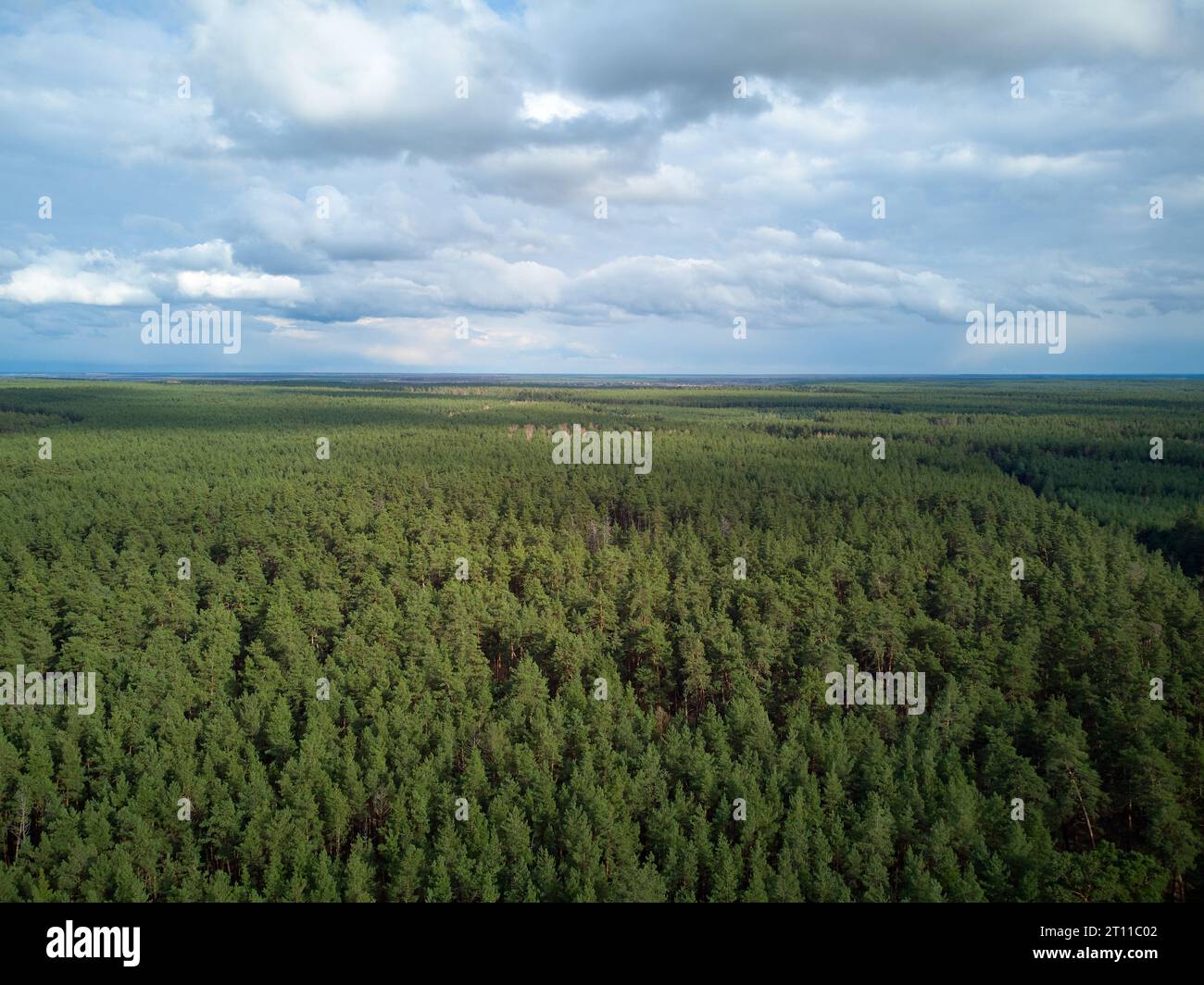 aerial photo of pine forest, birds eye view of green spruce trees in ...