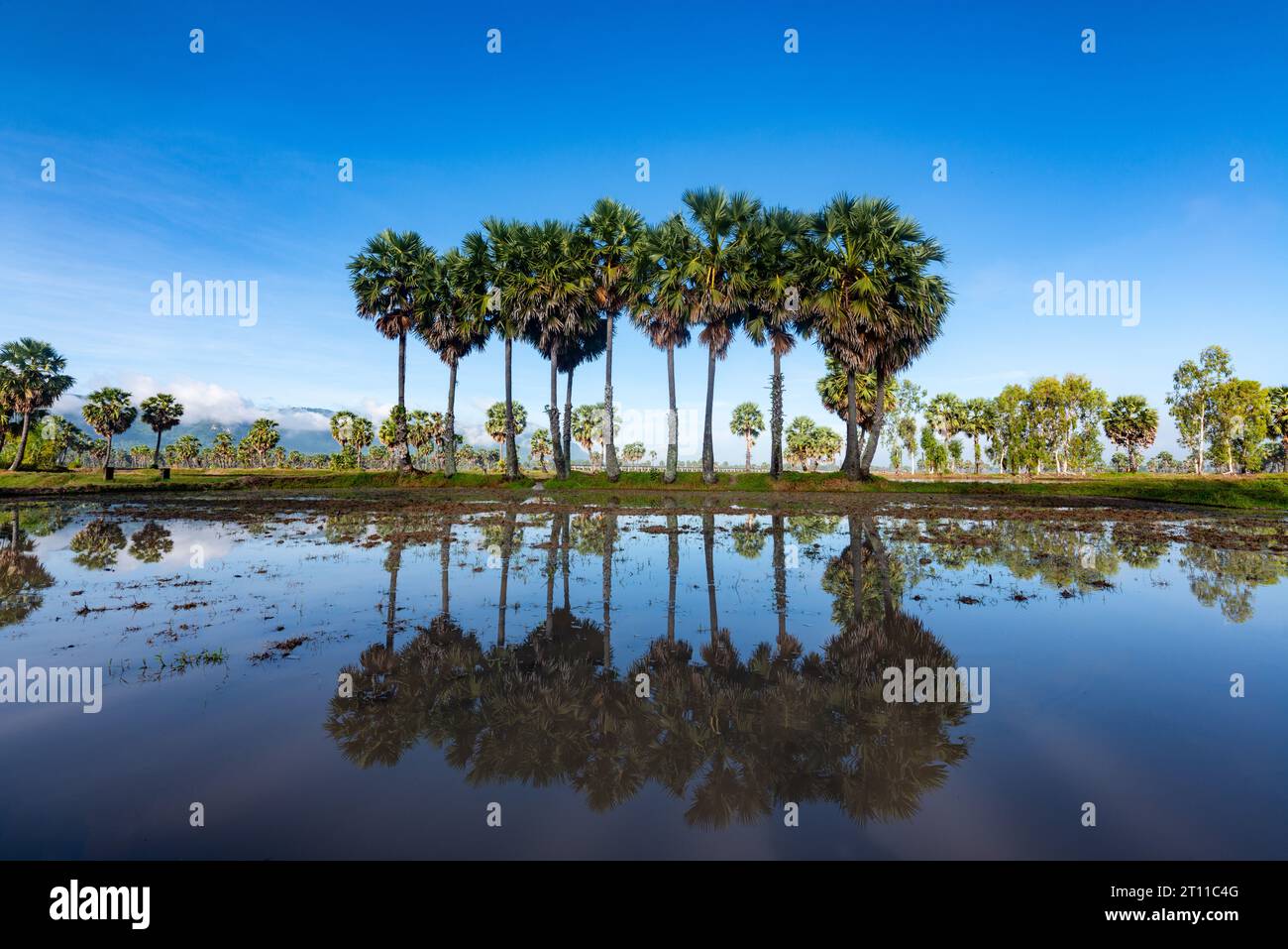 Ta Pa rice fields are beautiful in the morning, interspersed with ...