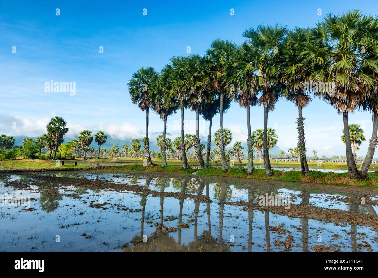 Ta Pa rice fields are beautiful in the morning, interspersed with ...