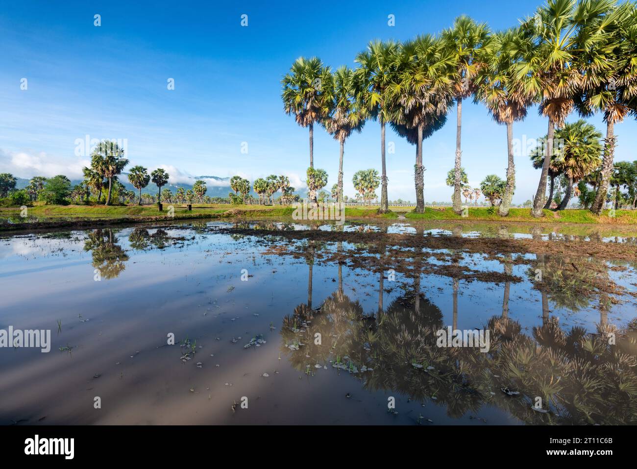 Ta Pa rice fields are beautiful in the morning, interspersed with ...