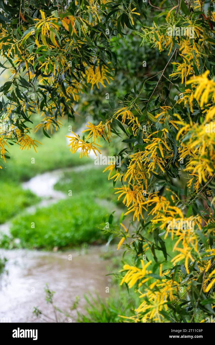Cajeput tree hi-res stock photography and images - Alamy