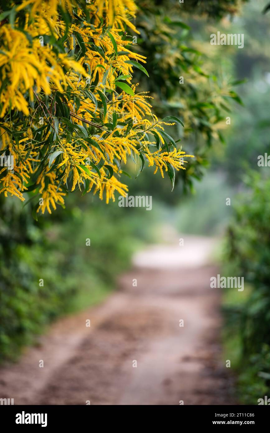 Cajeput tree hi-res stock photography and images - Alamy