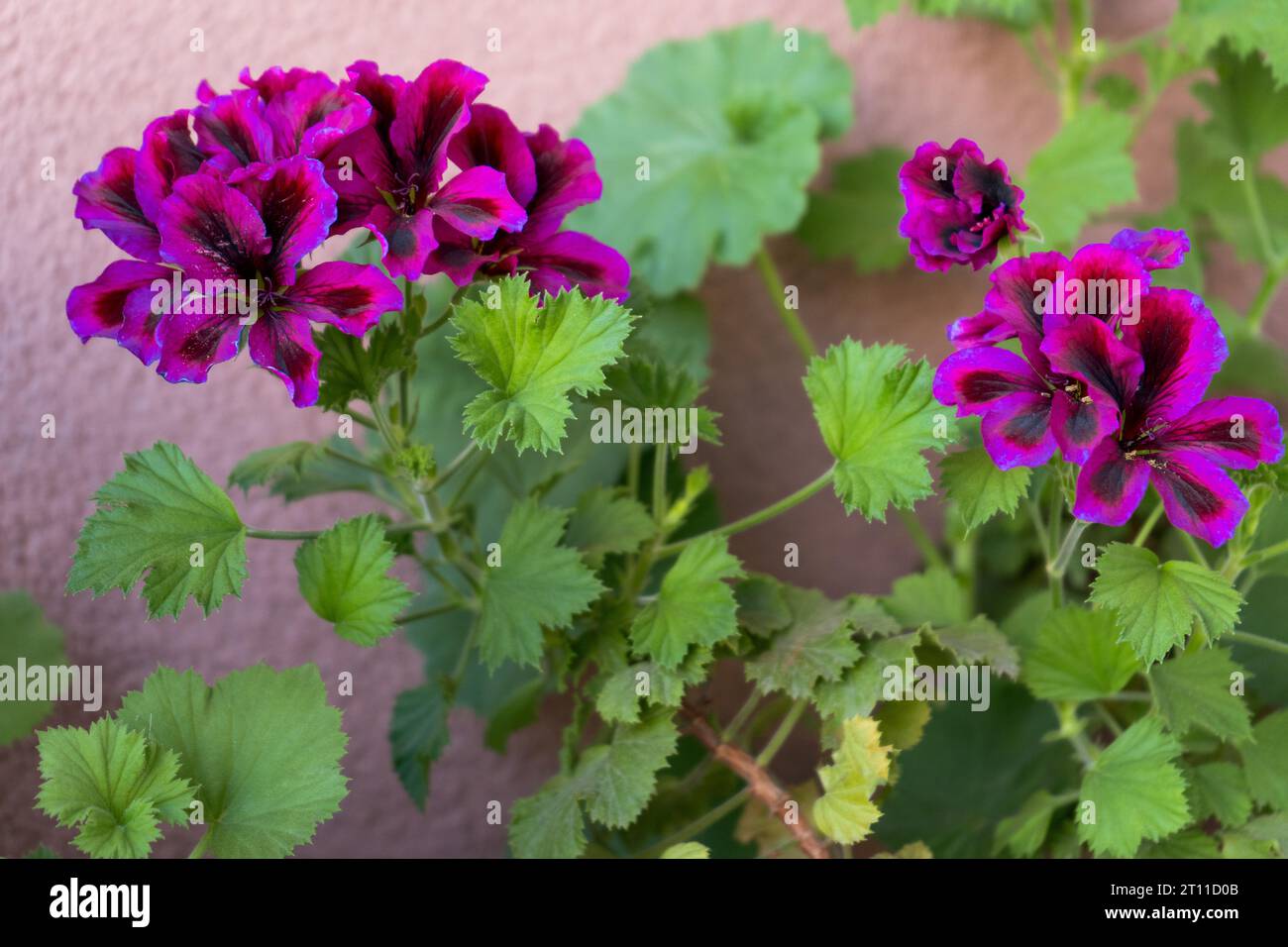Purple pelargonium blooms. Summer flower on the balcony. Bud close up ...