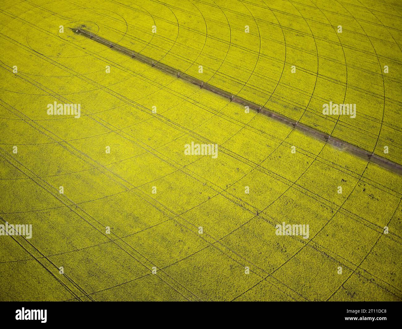 Center pivot irrigation system on a yellow rapeseed field aerial drone ...